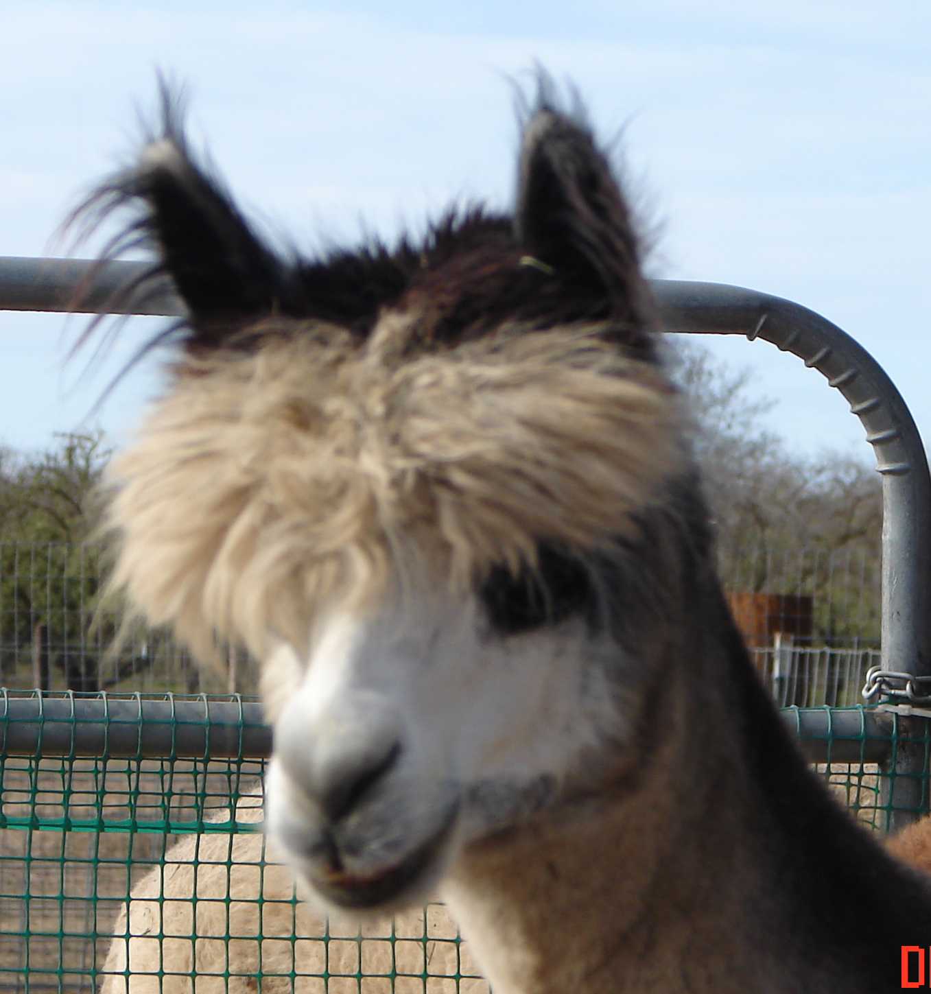 A~1 Shearing Services - Alpaca & Llama shearing